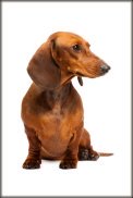 Dachshund dog owner guide,breed information,dog training and health