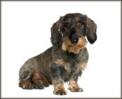 Dachshund dog owner guide,breed information,dog training and health